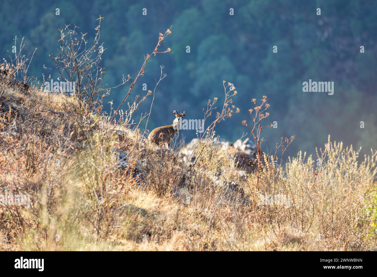 Cute small Klipspringer antelope, Oreotragus oreotragus, stands on rock ...