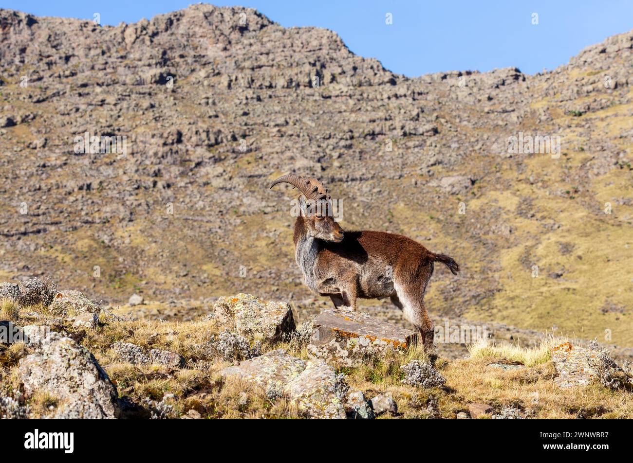 Rarest plant hi-res stock photography and images - Alamy