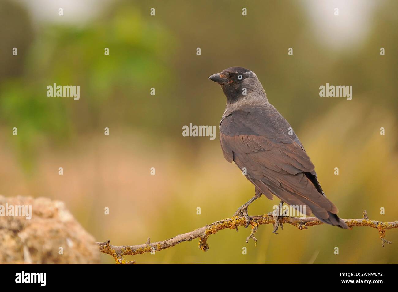 The western jackdaw, Coloeus monedula, also known as the Eurasian ...