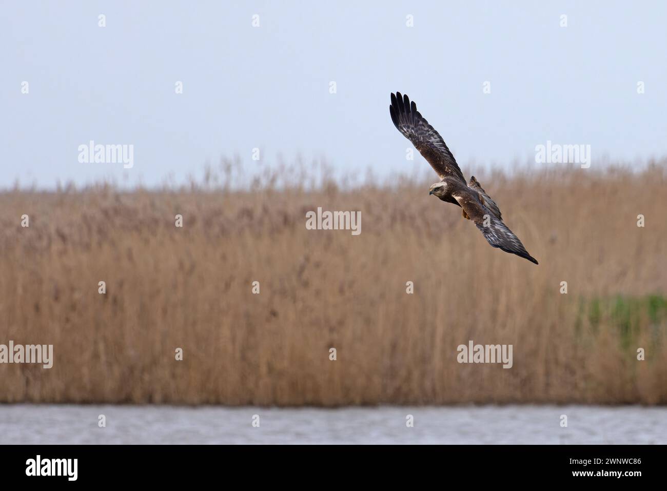 Marsh Harrier (Circus aeruginosus) immature male flying hunting NWT ...