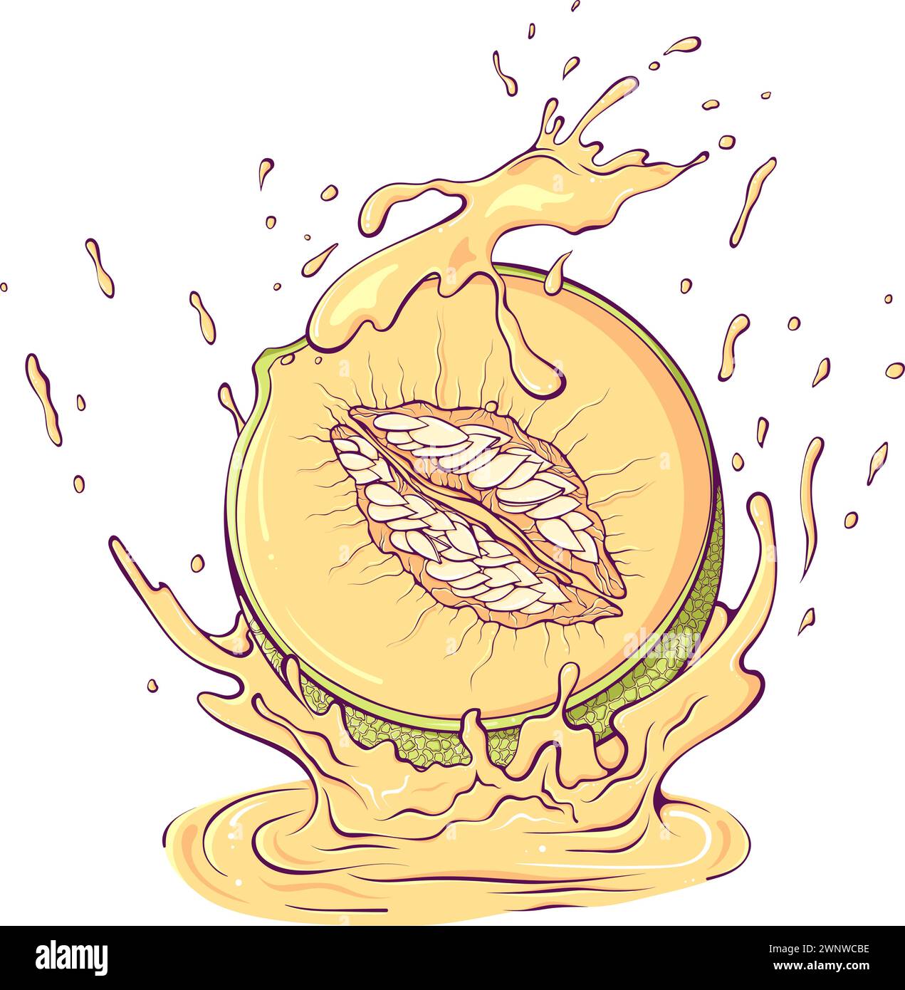 Half melon with splash color Stock Vector Image & Art - Alamy