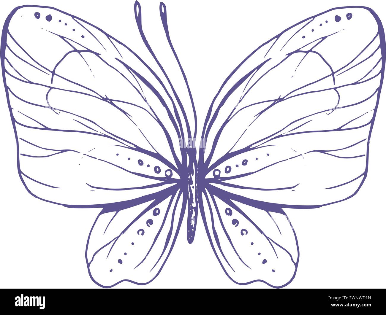 Butterfly wing patterns Stock Vector Images - Alamy