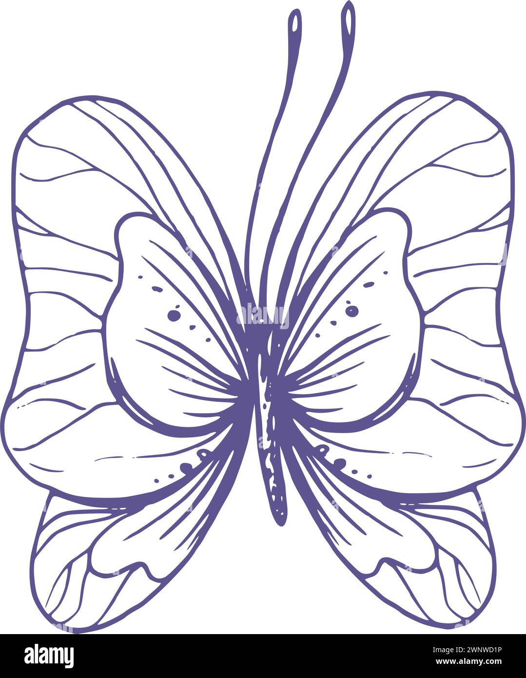 Butterfly wing patterns Stock Vector Images - Alamy