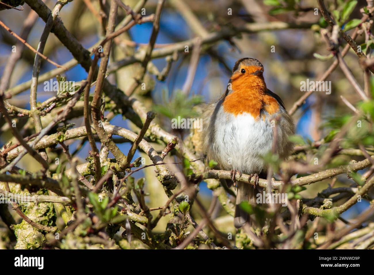 Robin in a tree Stock Photo - Alamy