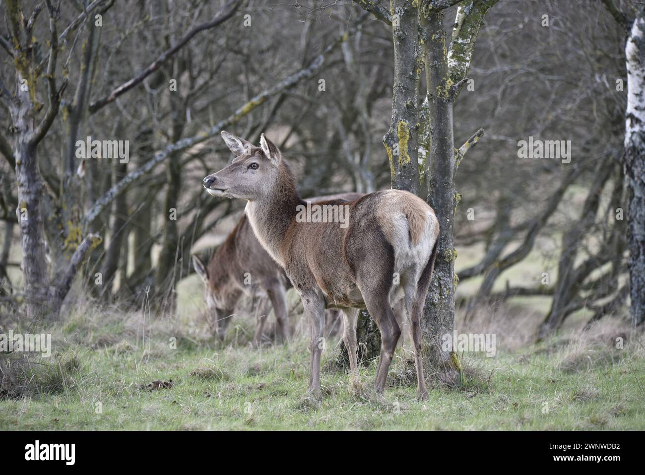 Looking towards left of image hi-res stock photography and images - Alamy