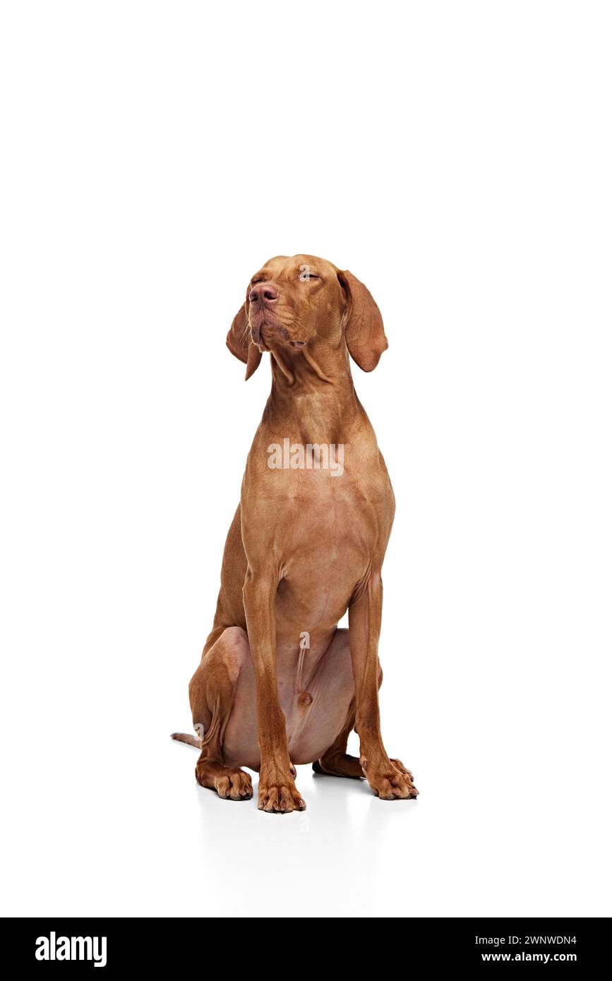 Young pet, Hungarian Vizsla sitting, posing with closed eyes against ...