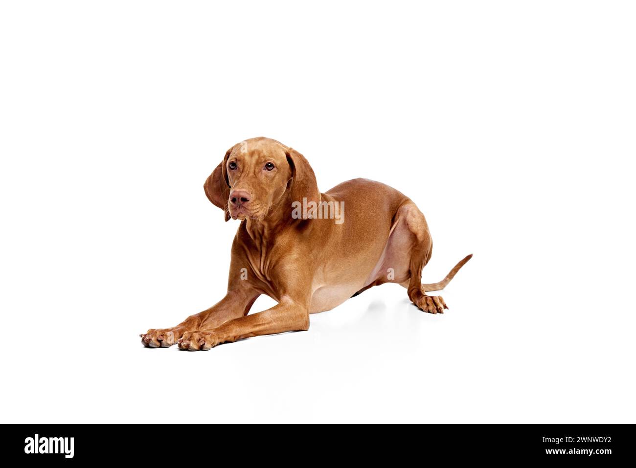 Brown Hungarian Vizsla dog lying down with a relaxed, yet attentive ...