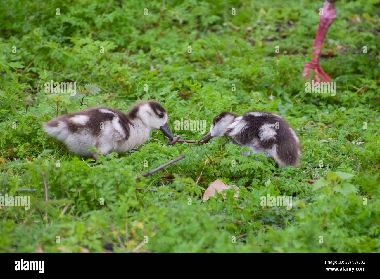 Baby eating an earthworm hi-res stock photography and images - Alamy