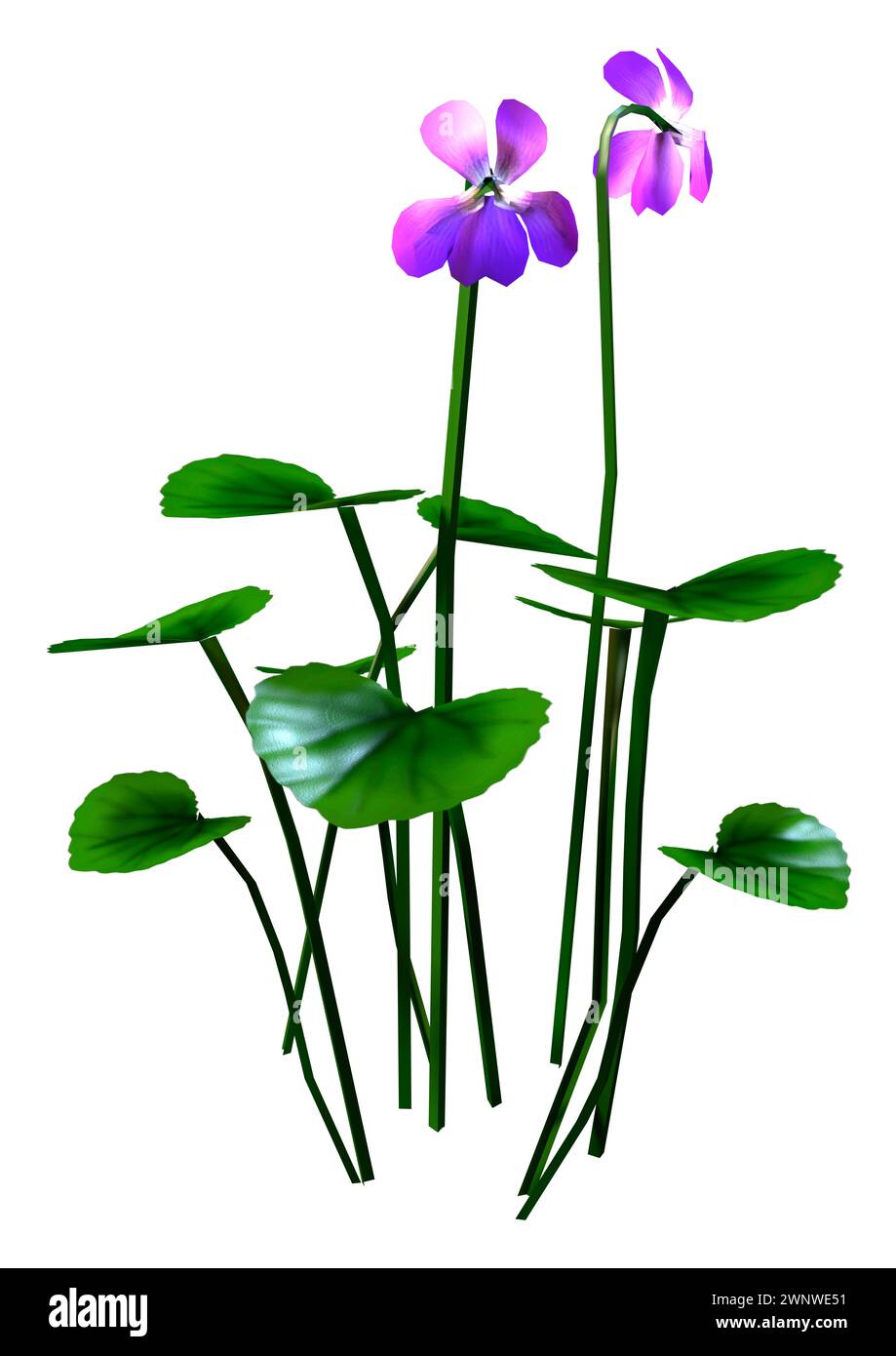 3D rendering of viola flowers isolated on white background Stock Photo ...