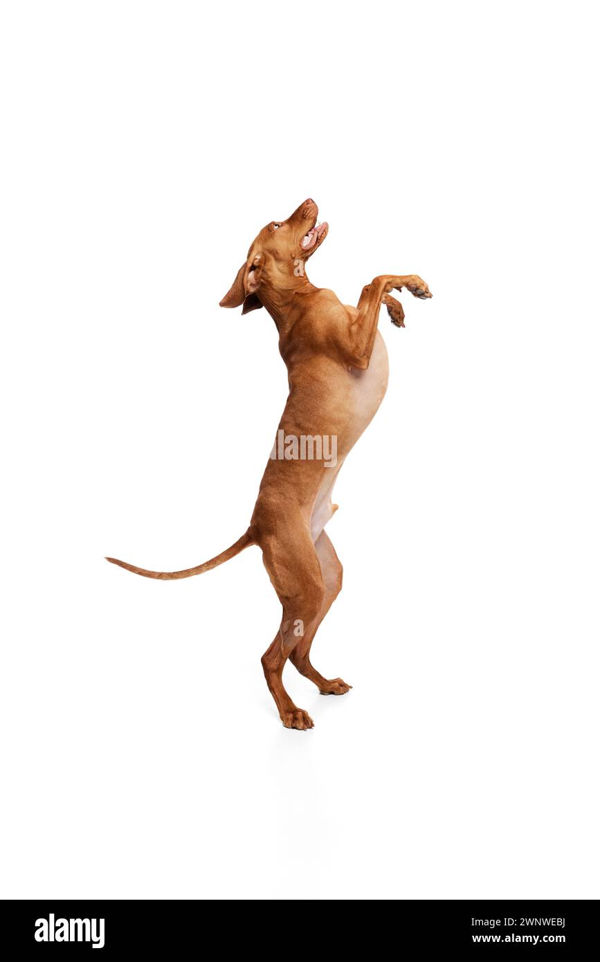 Side view portrait of joyful, happy dog stands on hind legs, paws ...
