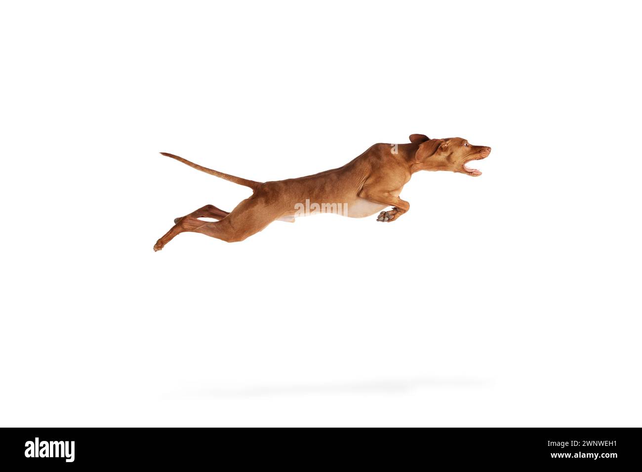 Playful Leap. Purebred Hungarian Vizsla dog leaping through air with ...