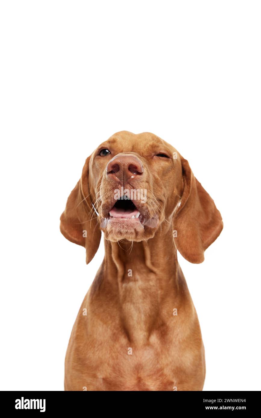 Close-Up of purebred Hungarian Vizsla dog posing against white studio ...