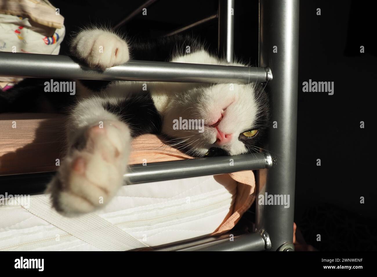 A black and white cat sleeps on the second floor of a bunk bed. Half ...