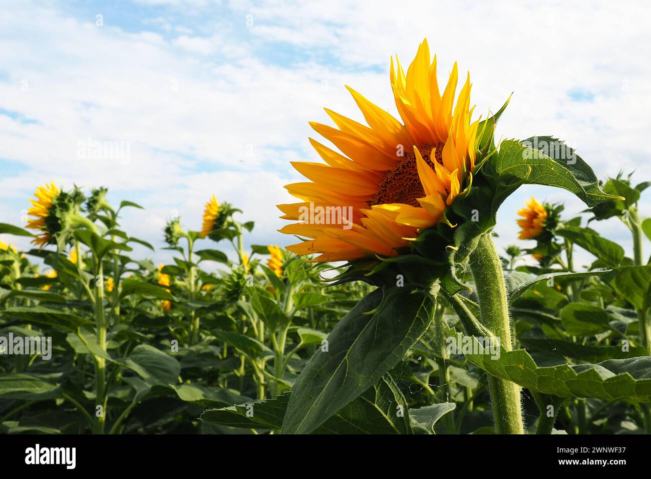 The Helianthus sunflower is a genus of plants in the Asteraceae family ...