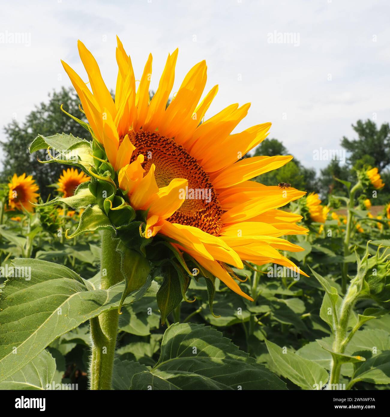 The Helianthus sunflower is a genus of plants in the Asteraceae family ...