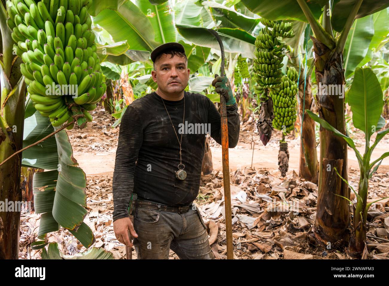 Worker inside a banana plantation in the Canary Islands Stock Photo - Alamy