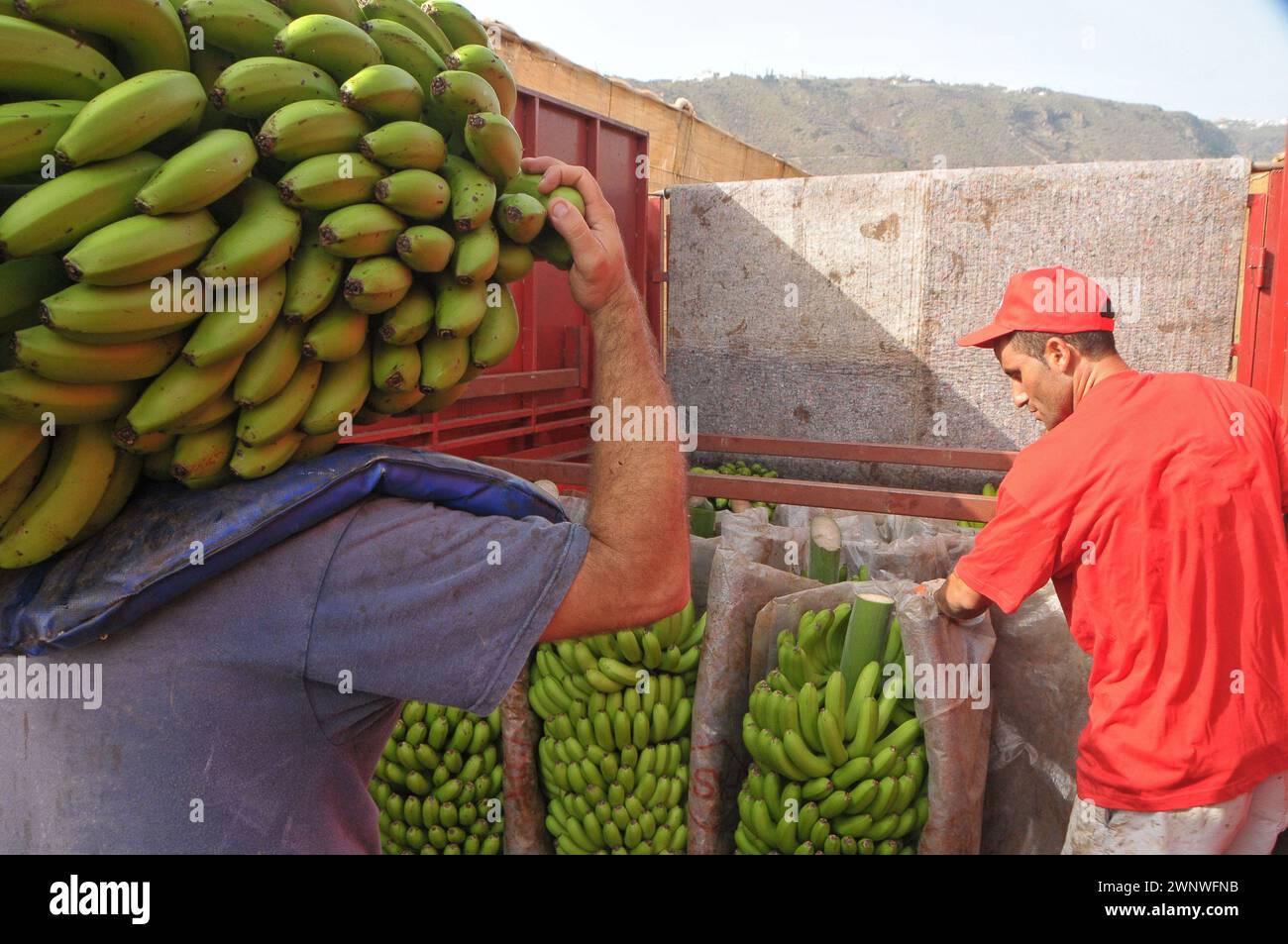 Workers loading bananas into a truck Stock Photo - Alamy