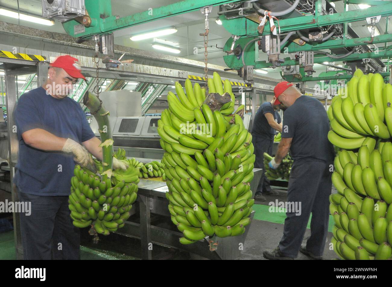 Workers working with bunches of bananas in a packaging plant in the ...