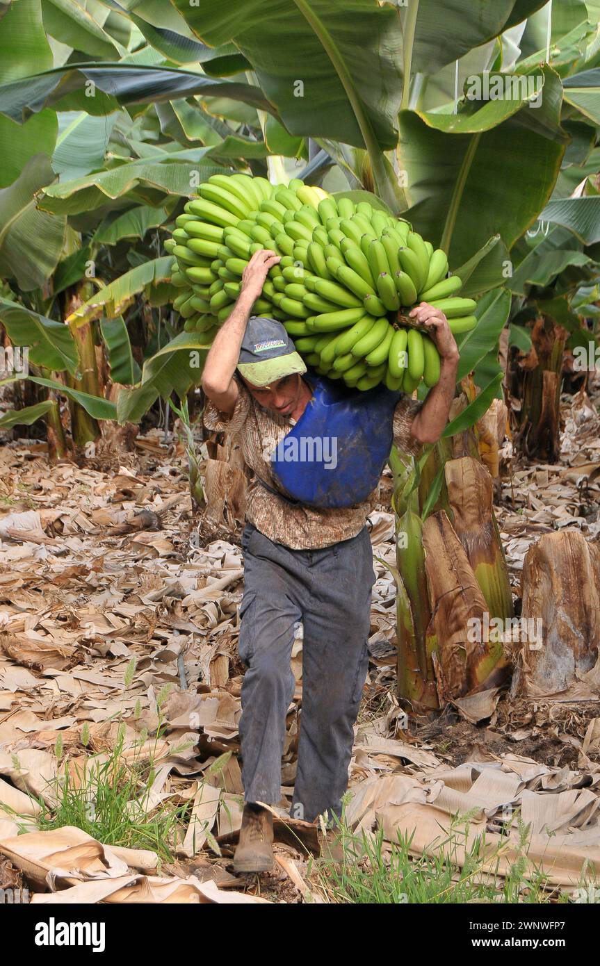 Man carrying a bunch of bananas in a plantation in the Canary Islands ...