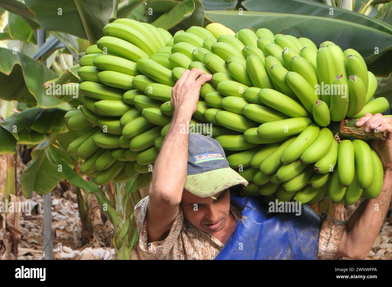 Worker carrying a bunch of bananas on a farm in the Canary Islands ...
