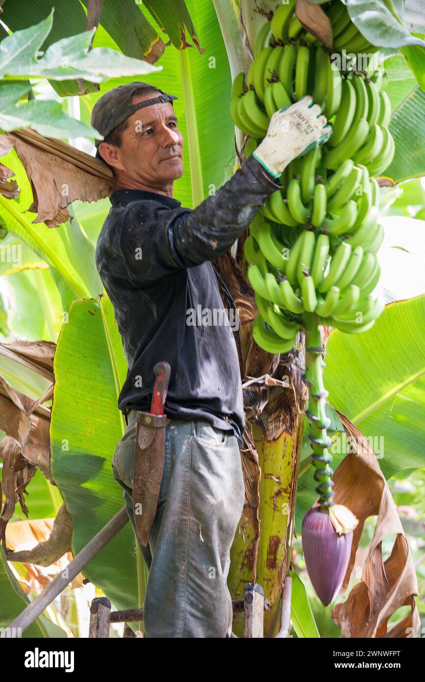 Worker collecting bananas on a farm in the Canary Islands Stock Photo ...