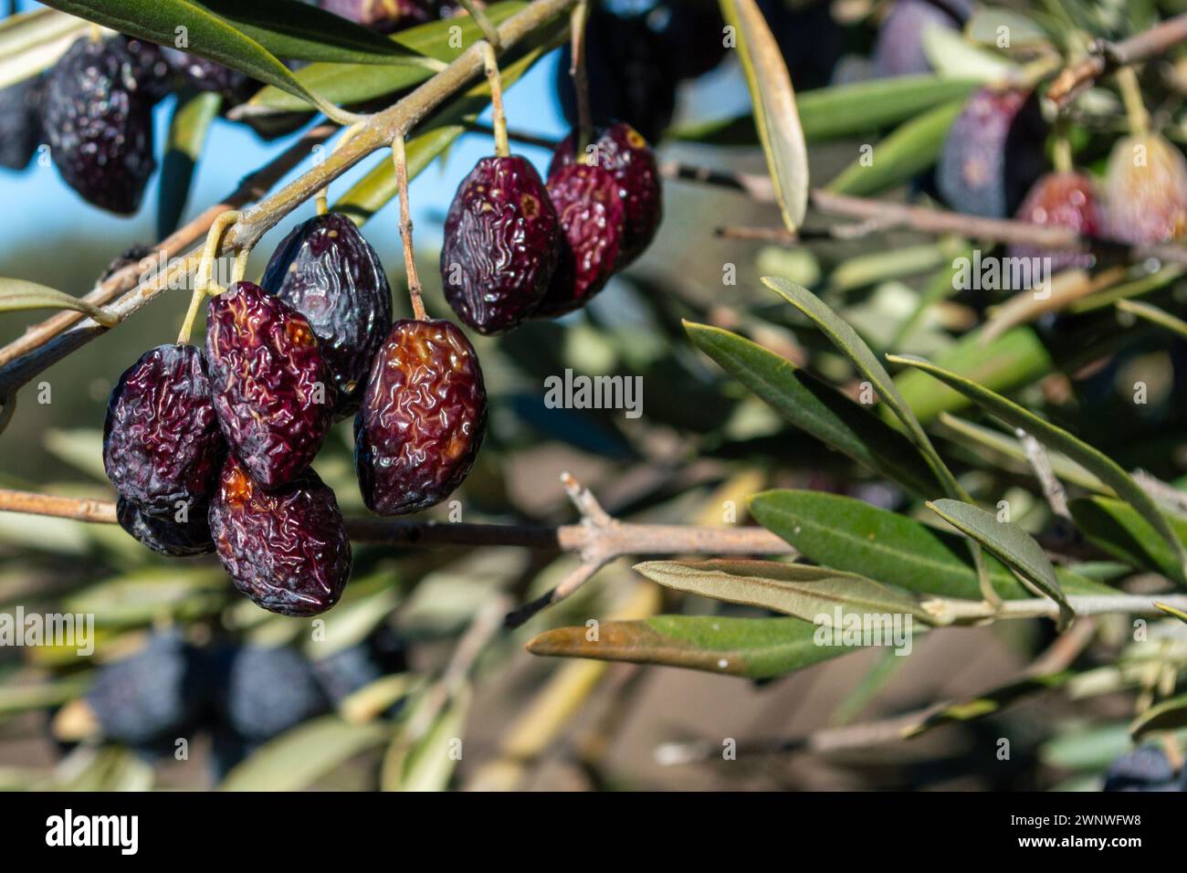 Ripe olives for extra virgin olive oil. Agriculture in Spain Stock ...