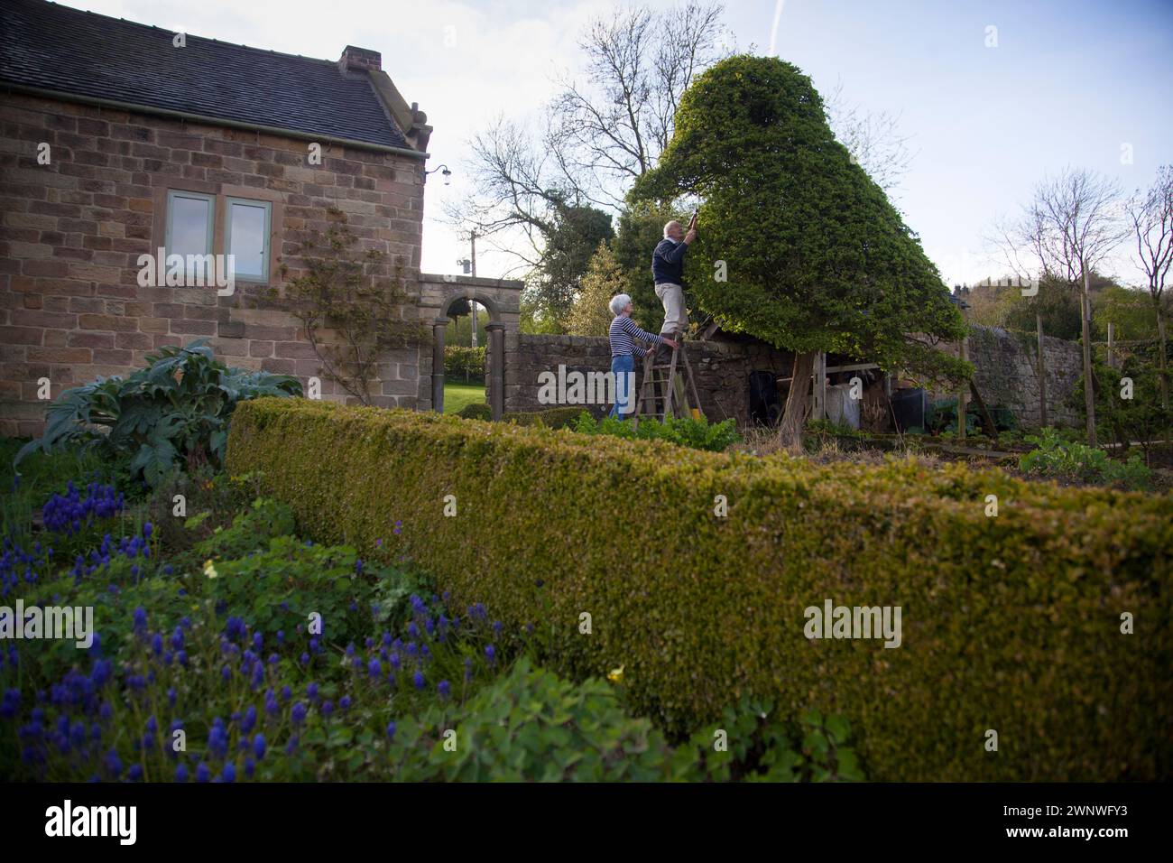 12/04/17 Marie Shawcross, 76, steadies the ladder as her husband, David ...