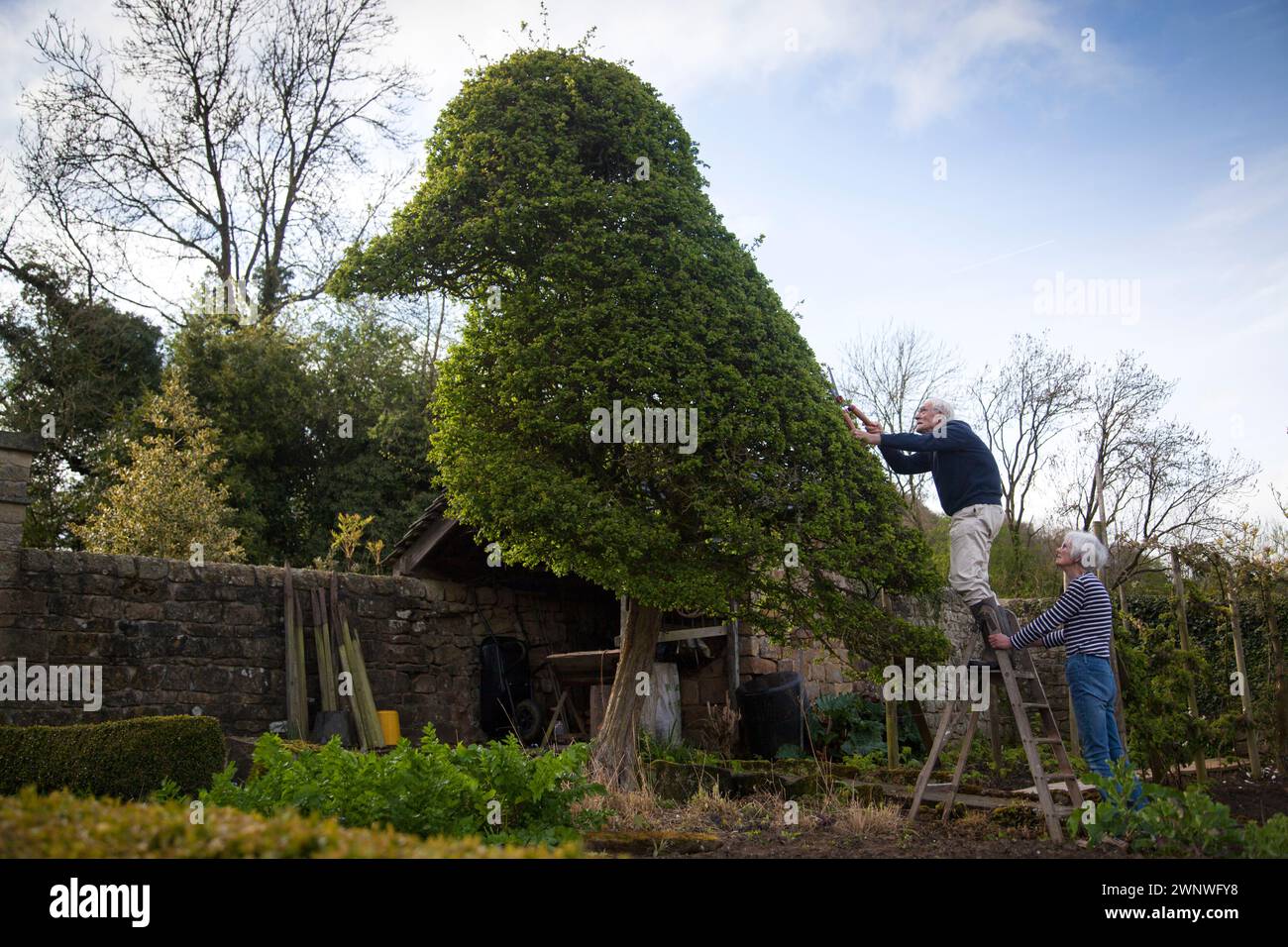 12/04/17 Marie Shawcross, 76, steadies the ladder as her husband, David ...