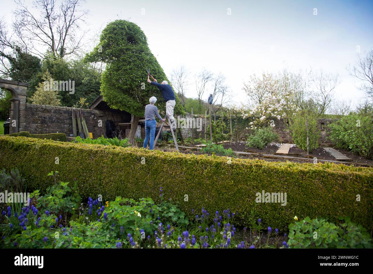 12/04/17 Marie Shawcross, 76, steadies the ladder as her husband, David ...