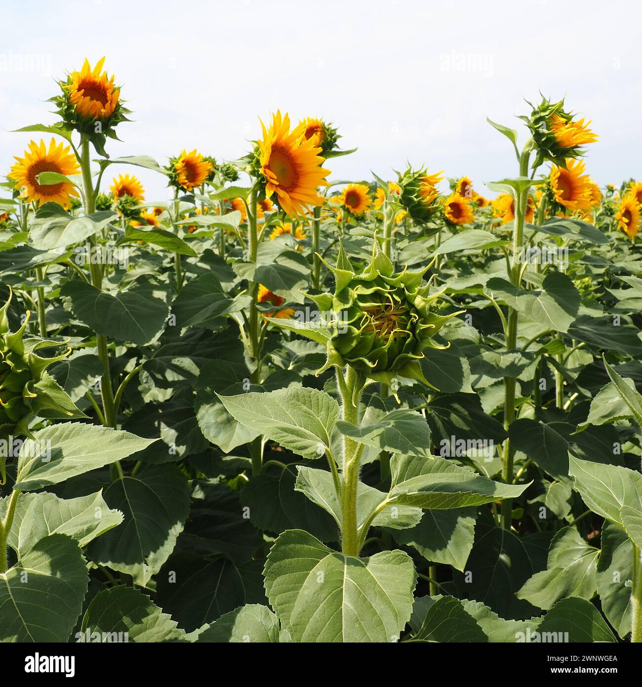 The Helianthus sunflower is a genus of plants in the Asteraceae family ...