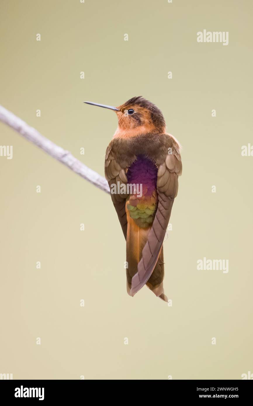 Shining Sunbeam Hummingbird in Colombia South America Stock Photo - Alamy