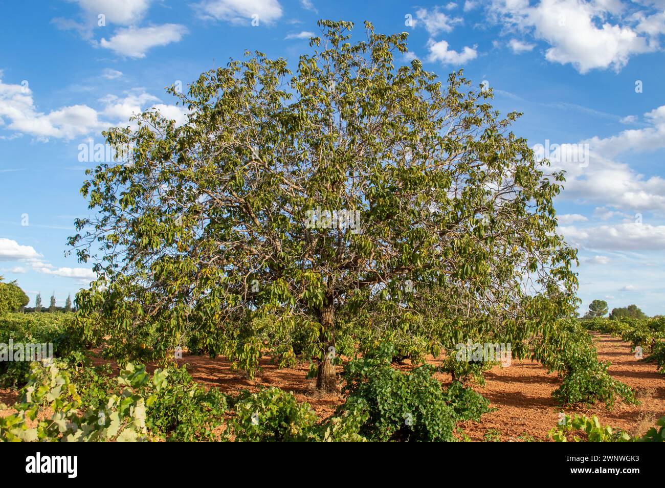 árbol higuera hi-res stock photography and images - Alamy