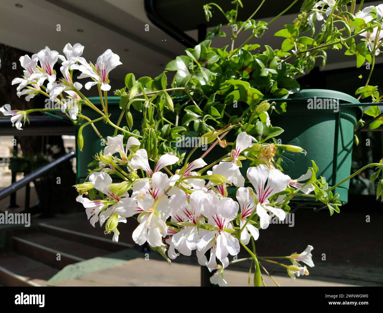 Pelargonium is a genus of plants in the family Geraniumaceae. White ivy ...