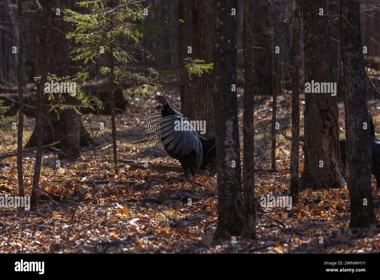 Wild turkey wing flap hi-res stock photography and images - Alamy