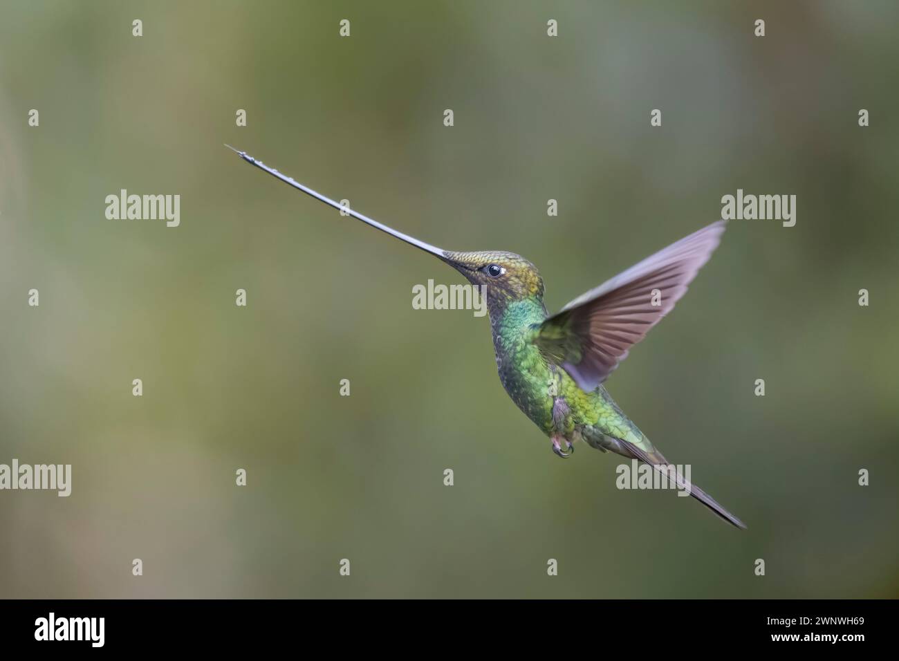 Sword-billed Hummingbird in flight in Colombia South America Stock ...