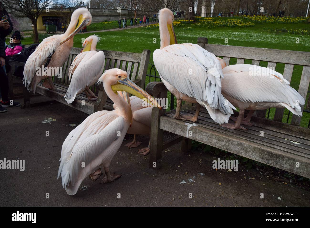 Naturered hi-res stock photography and images - Alamy