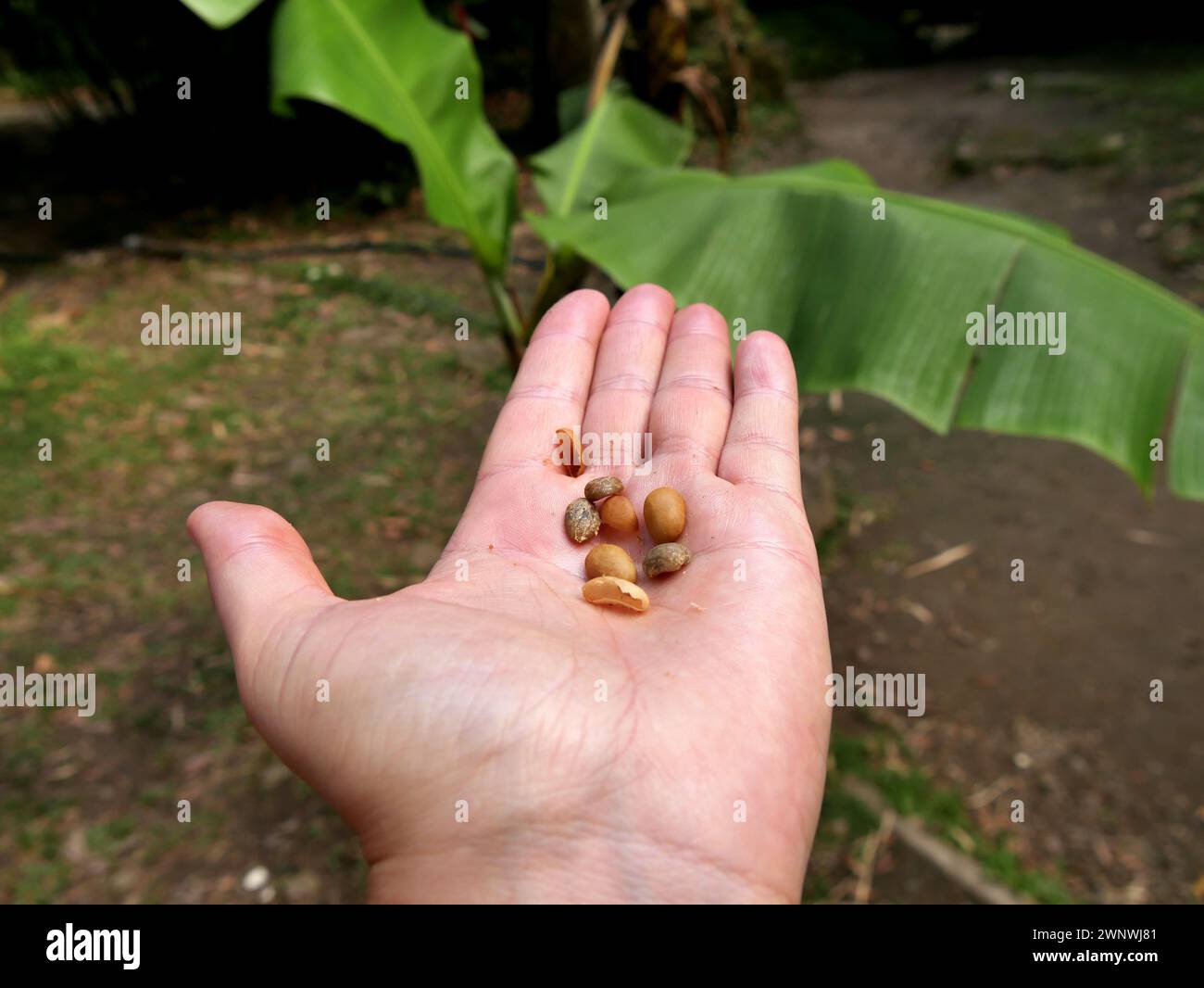 female hand showing parchment coffee beans and green coffee, taking ...