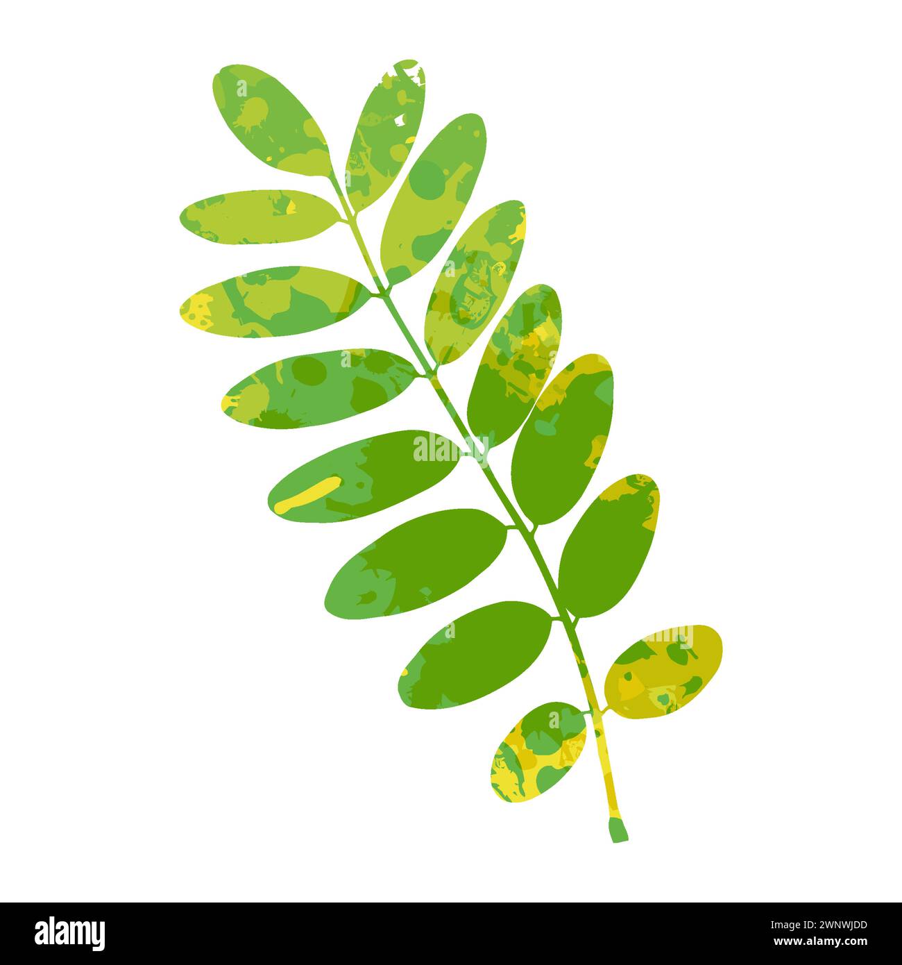 Green Yellow Tamarind Leaves Vector Illustration Stock Vector Image ...