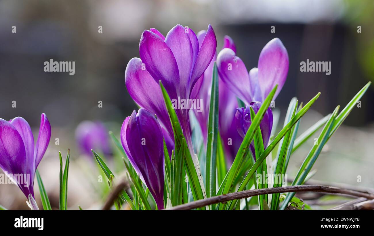 Beautiful purple crocuses in hi-res stock photography and images - Alamy