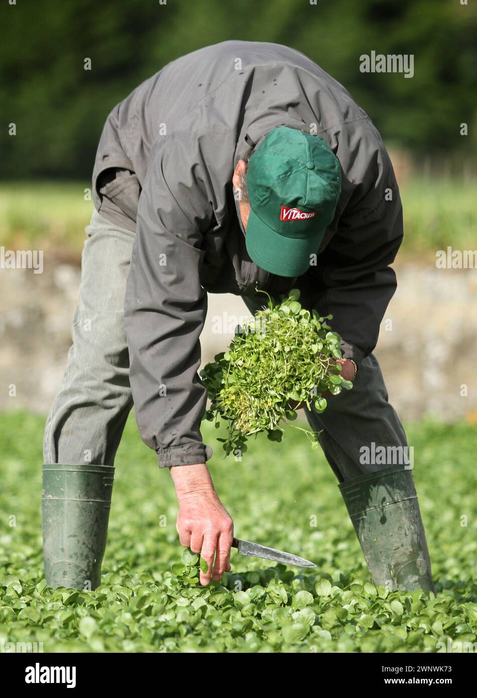 Vita cress hi-res stock photography and images - Alamy