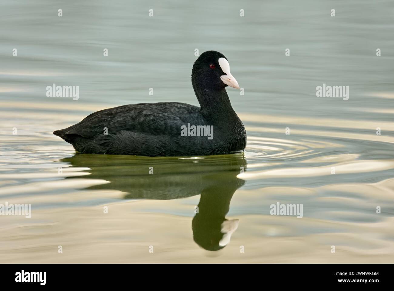 Coot Fulica atra floating on a calm water surface with ripples, close ...