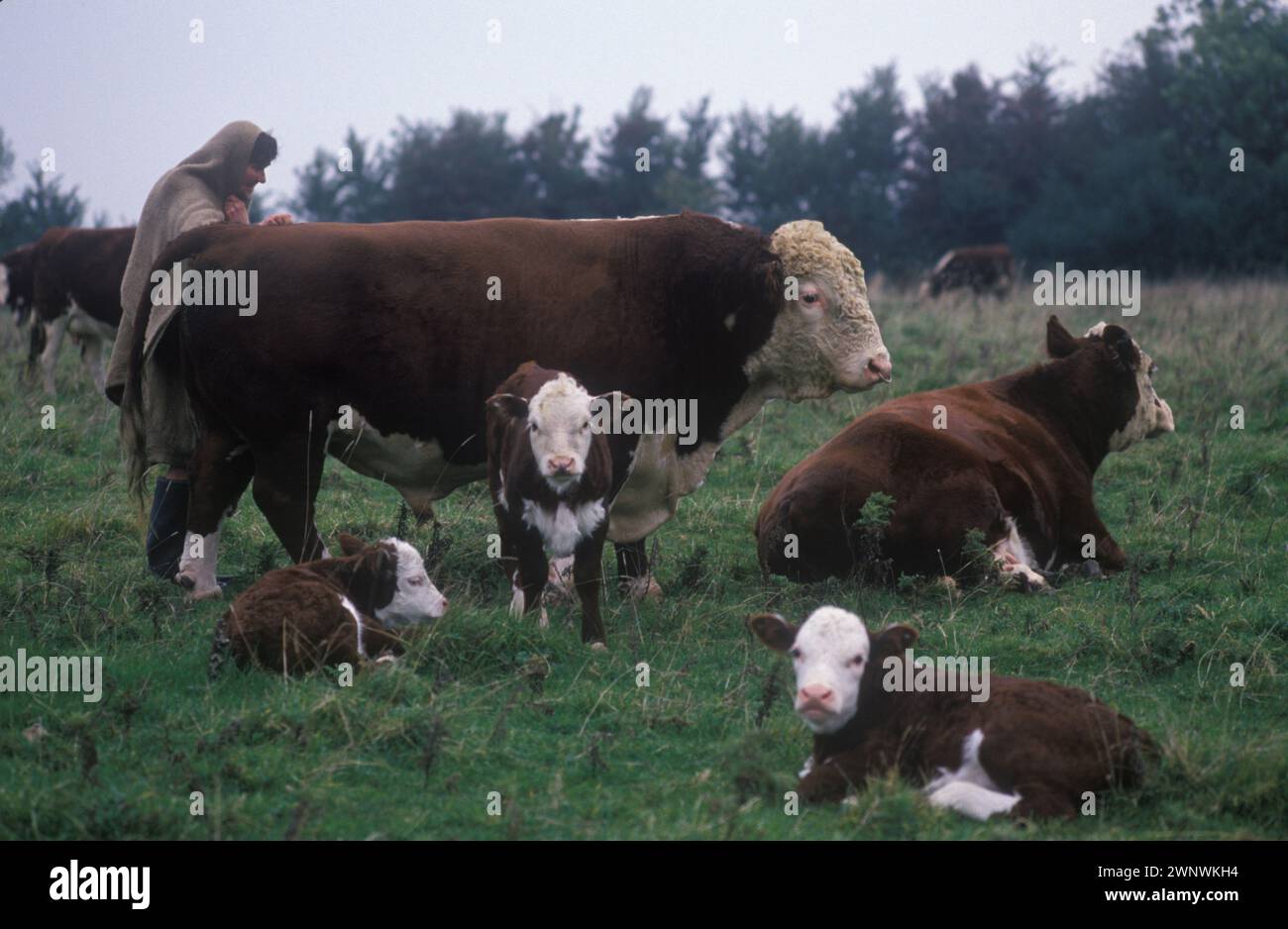 Francis Parfitt with cattle she farms. Spargrove Manor House, Batcombe ...