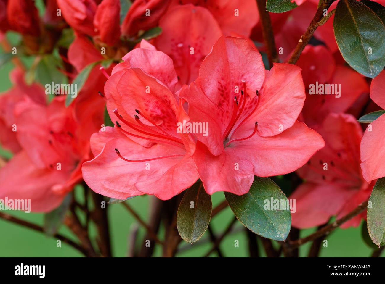 Azalea japonica hi-res stock photography and images - Alamy