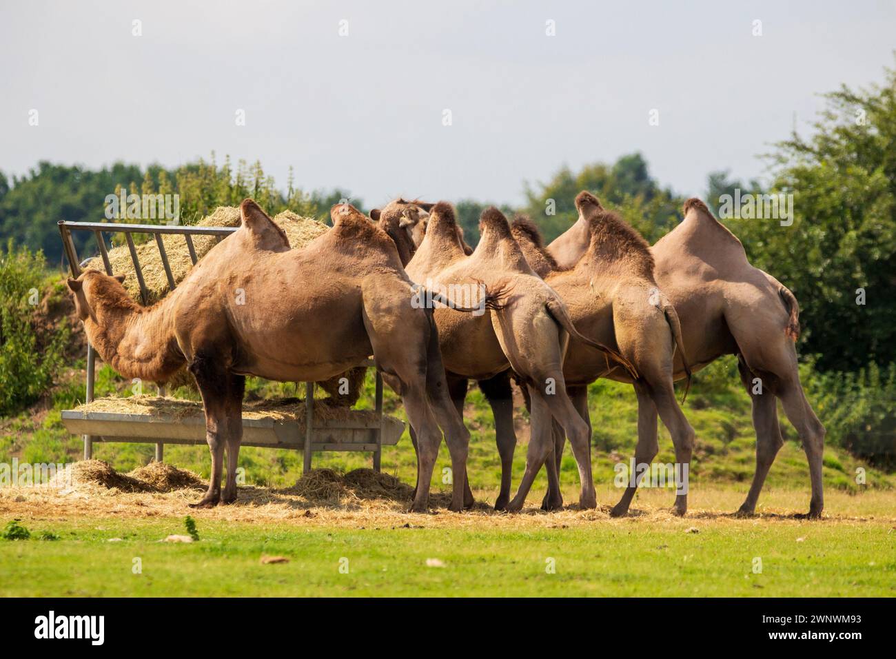 Camel animal feeding food dinner group yorkshire bactrian camel hi-res ...