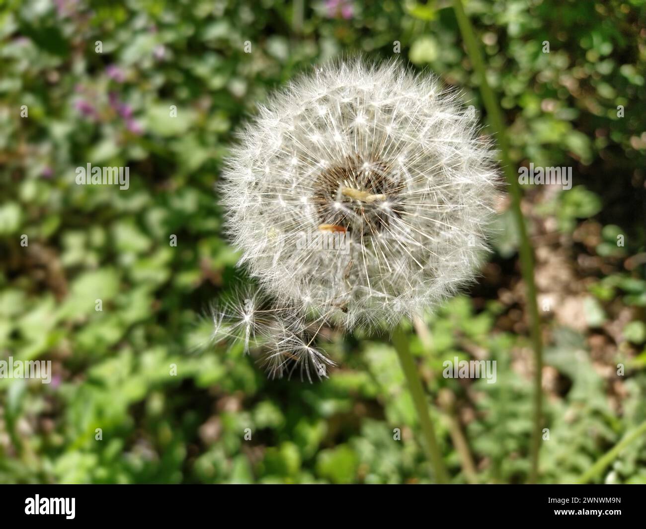 Dandelion seeds of medicinal Taraxacum officinale. A large white ...