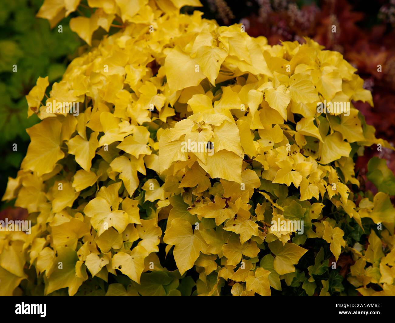 Closeup of the golden yellow evergreen leaves of the garden ivy plant ...