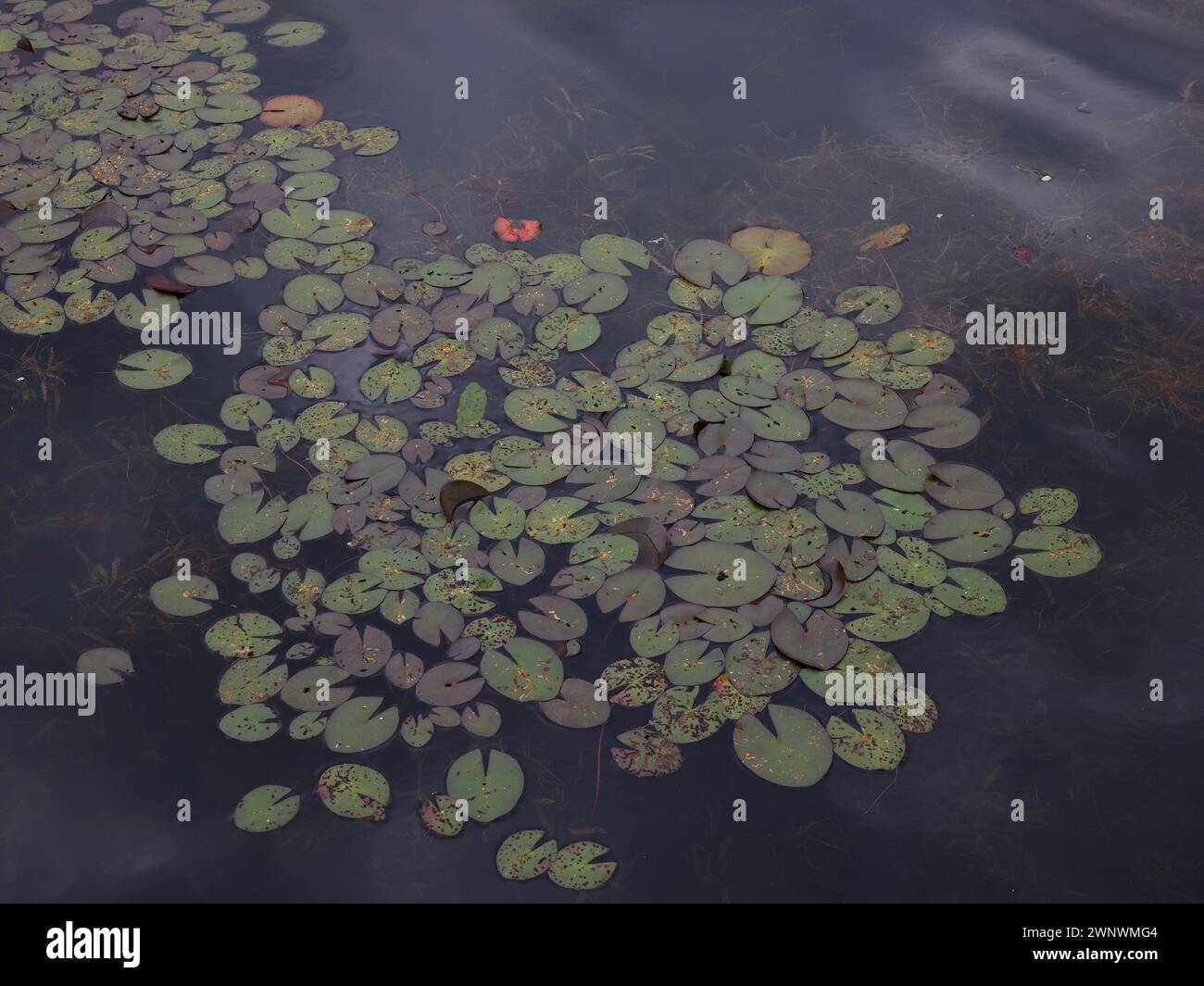 Nymphaea froebelii leaves hi-res stock photography and images - Alamy