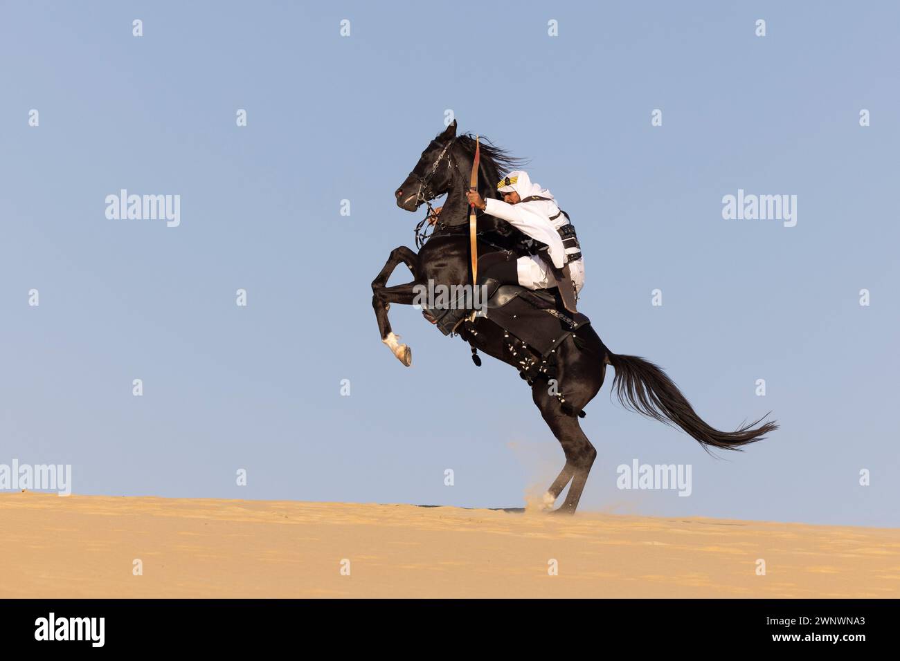 Saudi man shooting an arrow on a black stallion who is on hind legs ...