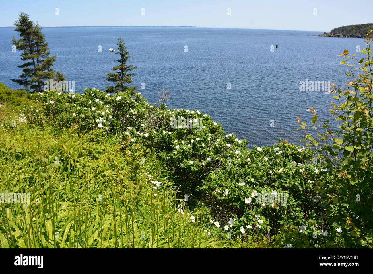 Horizon with island and landforms on Atlantic near Rockport, Maine Stock Photo - Alamy