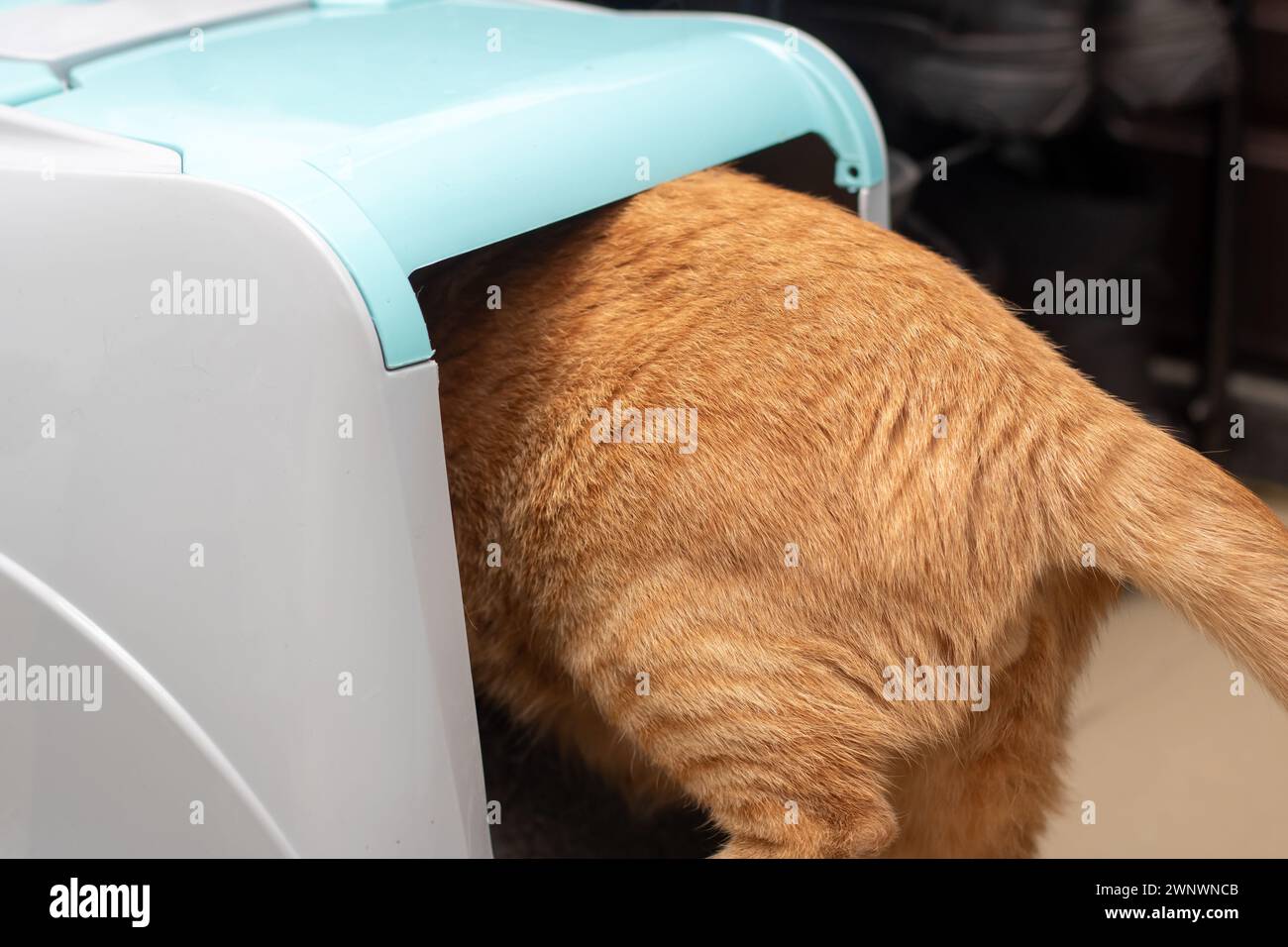 Ginger cat enters a closed litter box close up Stock Photo - Alamy